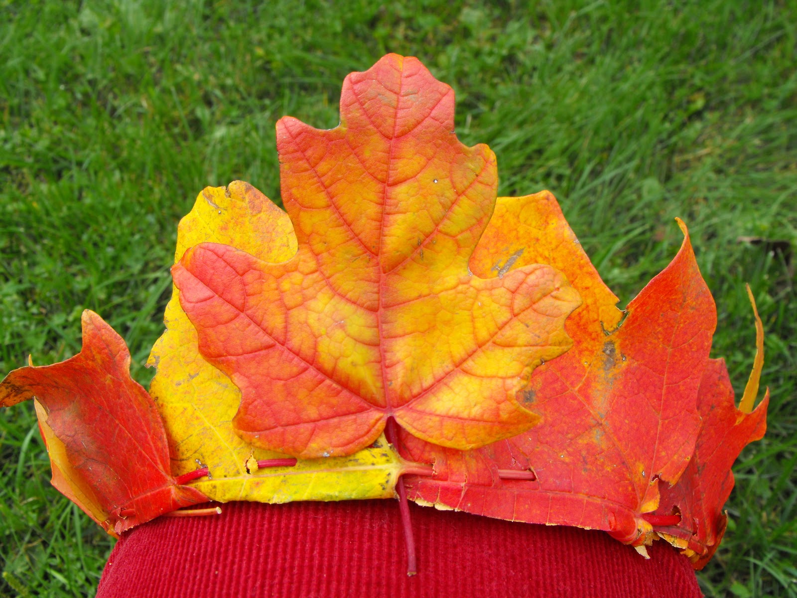 Twig and Toadstool: Autumn Maple Leaf Crowns