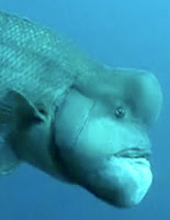 Ultra-Gross: "And DON'T call me the Shrek fish!"