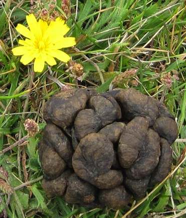 Ultra-Gross: Flowers sure are purty...even turd blossoms!