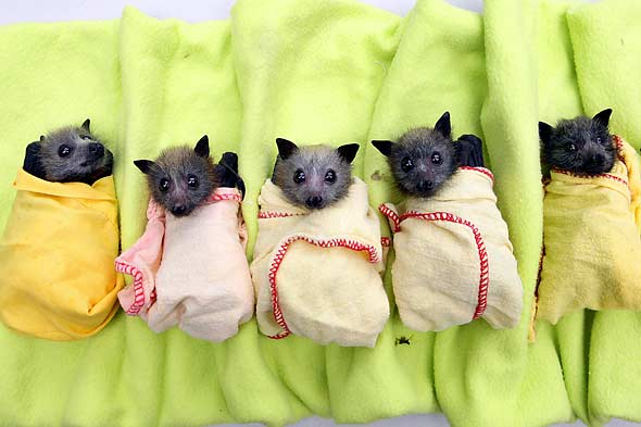 Cute!: Baby bats are so adorable, they fly off the cuteness radar!