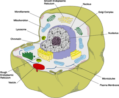 animal cell diagram without labels