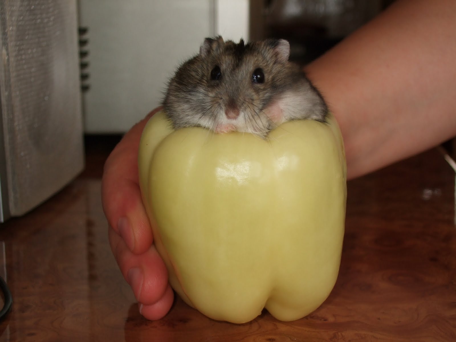 Maria Turcanu: Hamsterul pitic rusesc de iarna