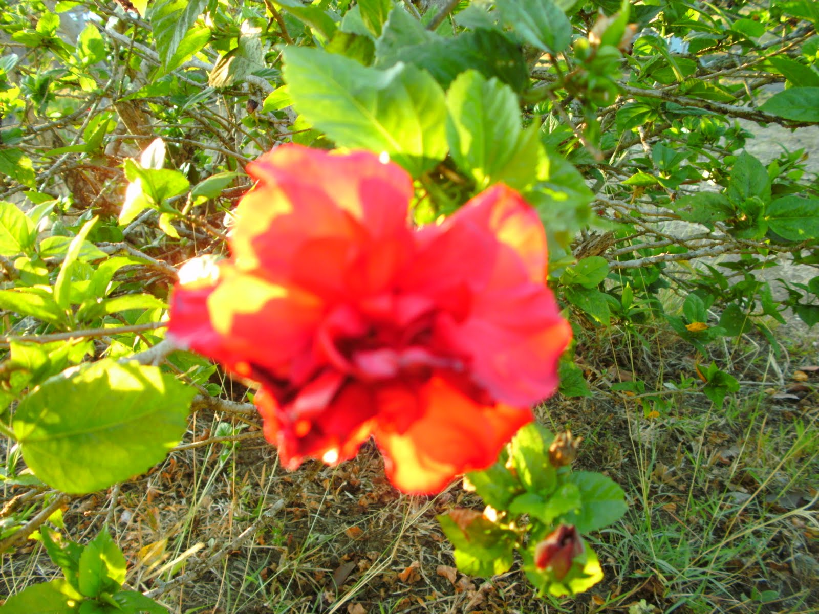 The Captivated Life: Gumamela - Hibiscus