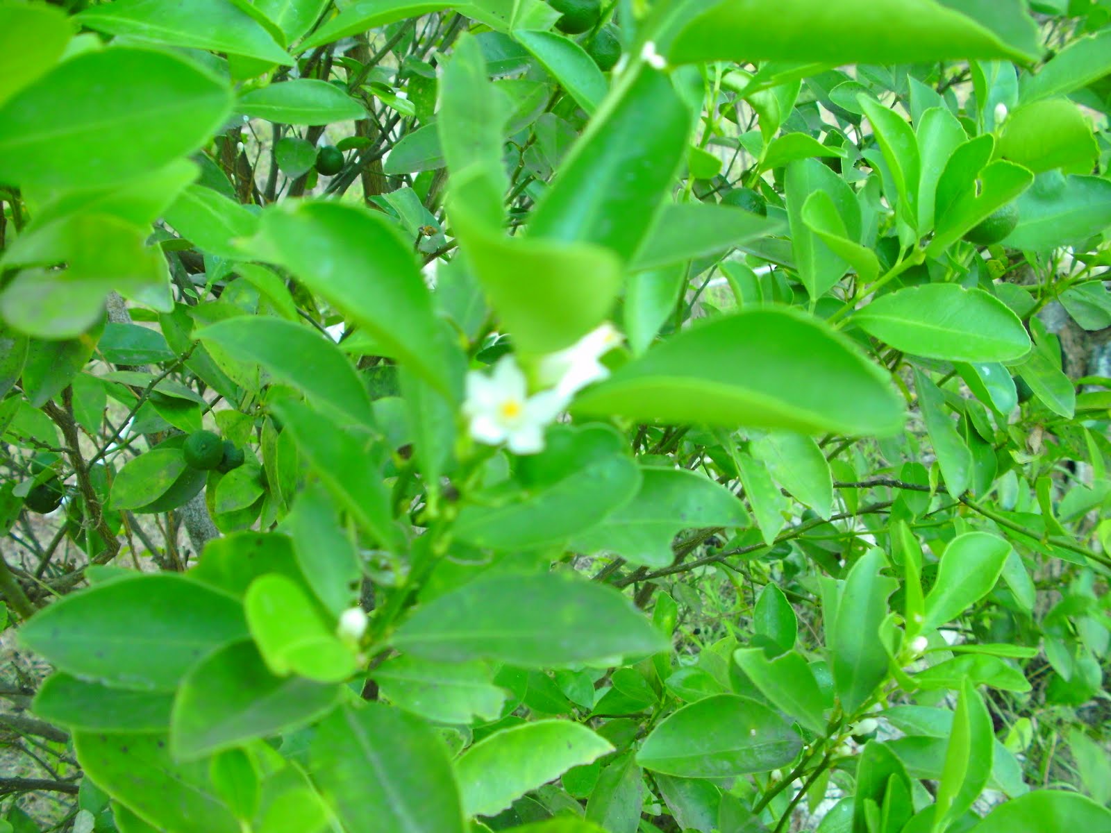 The Captivated Life: Calamansi - Calamondin - Citrus × microcarpa