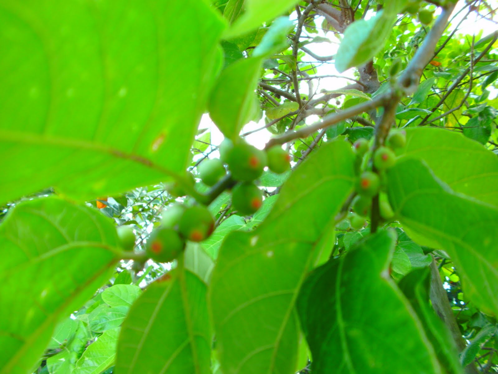 The Captivated Life: As-is Tree or Is-is Tree