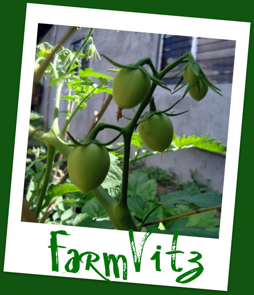 The Captivated Life: Tomato - The Wolf Peach