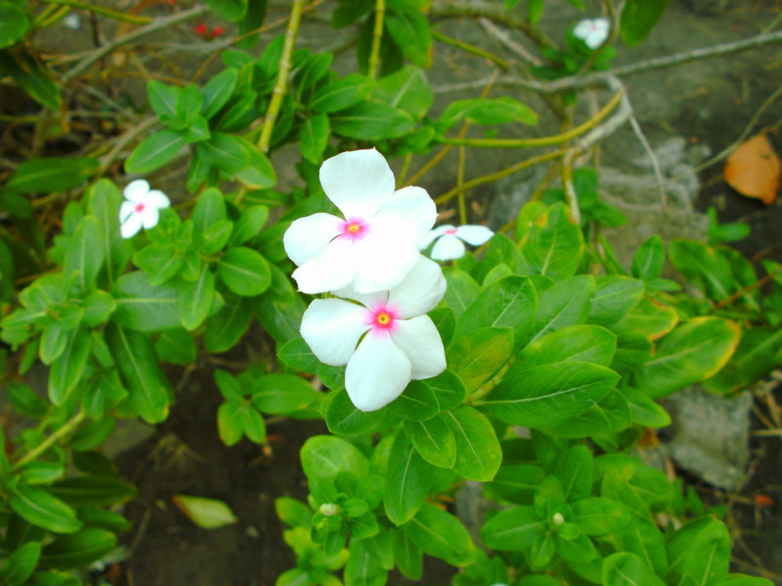 The Captivated Life: Araw Araw - Madagascar Periwinkle