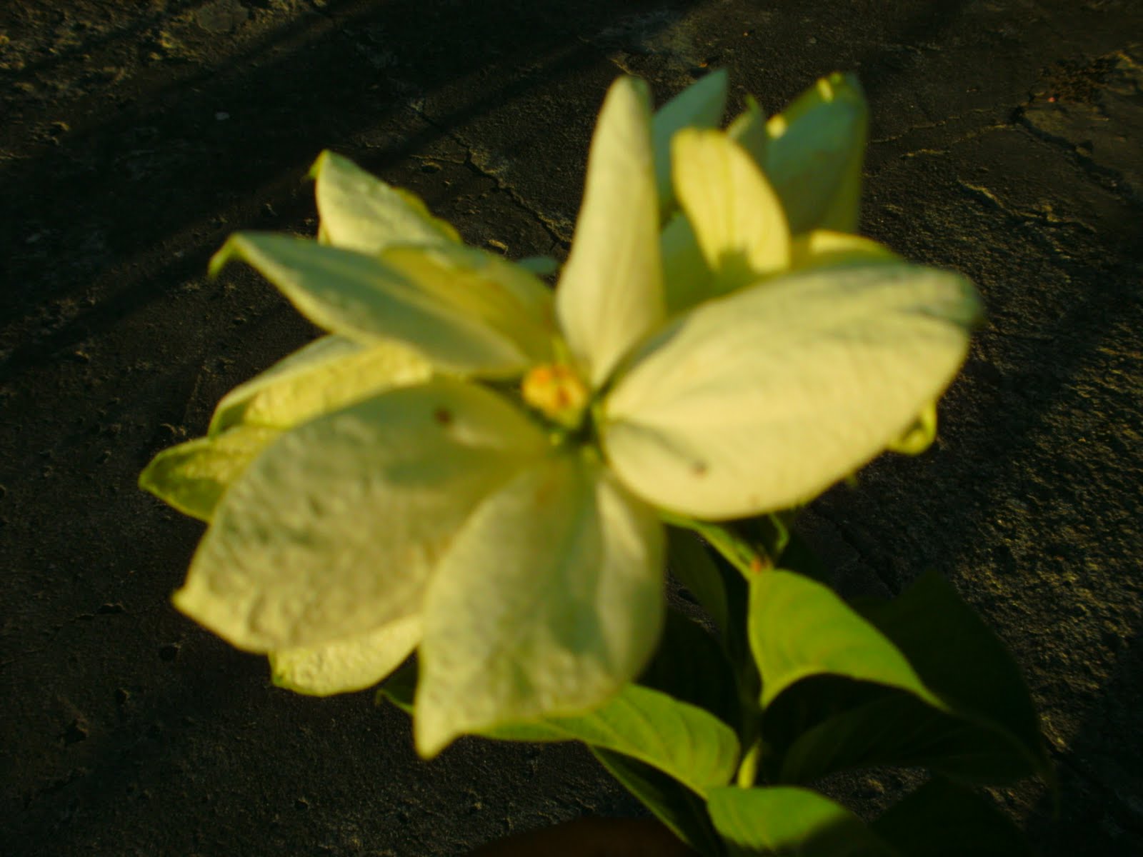 The Captivated Life: Donya Aurora - Mussaenda philippica