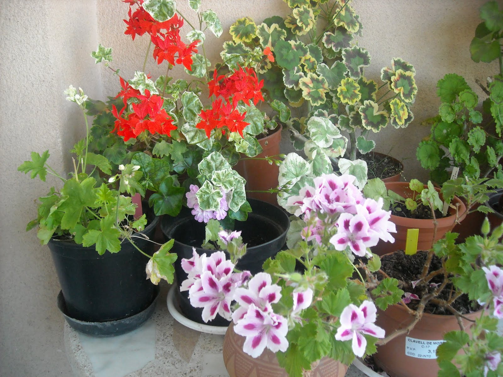 Geranios ingleses , suizos, colgantes, olorosos...