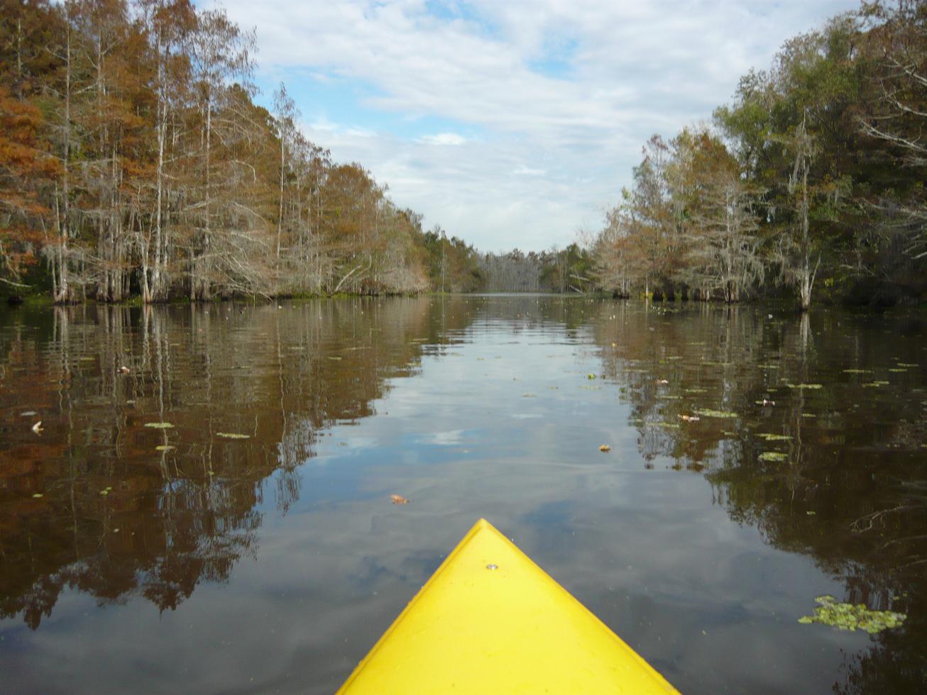 Tew's Life on the Bayou: Kayak swamp tour