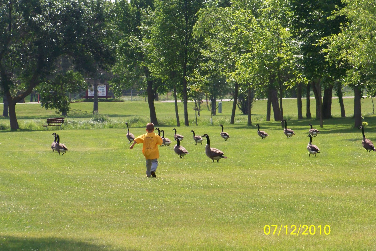 Connor's Chaos: Geese Chasing...