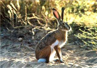 El Recolector de Historias: "La Liebre"
