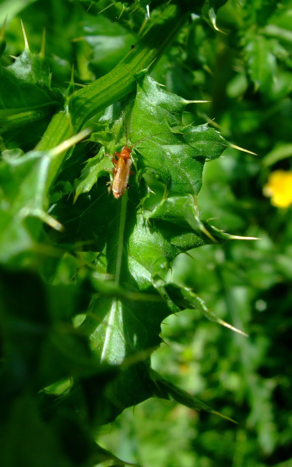 Elisawashere...: Rhagonycha fulva