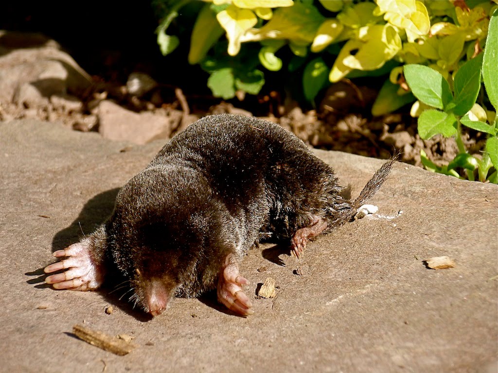 Friko's World: A July Day In Nature and Poetry