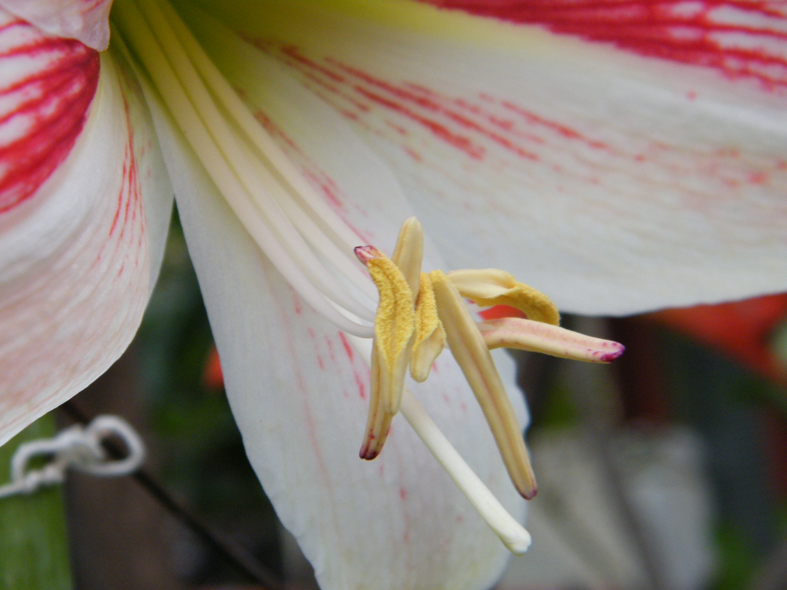 @ADRIAN@: puzle :crin regal