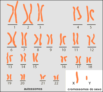 Cromossomos Humanos Par 21; Cromossomo 21
