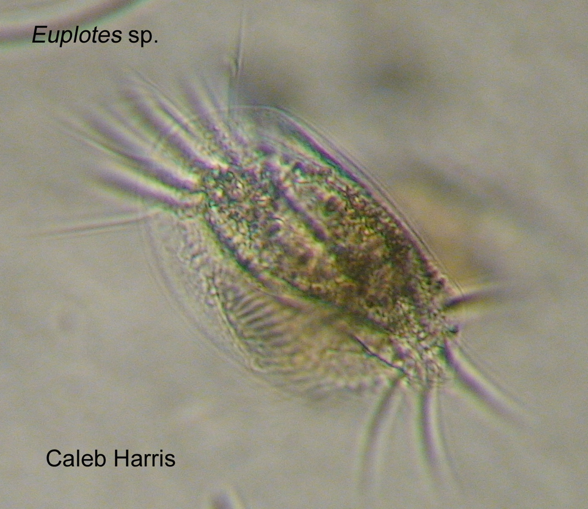 Micro Aquarium Term Project