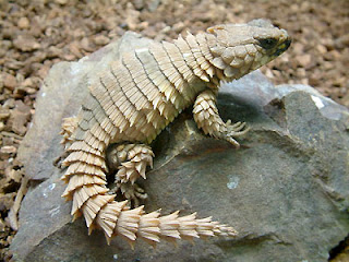 Criadores de animales: REPTILES
