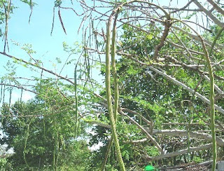 ADAT HIDUP MENEMPUH SUKA DAN DUKA: GEMUNGGAL DAUN KELO Moringa Oleifera ...