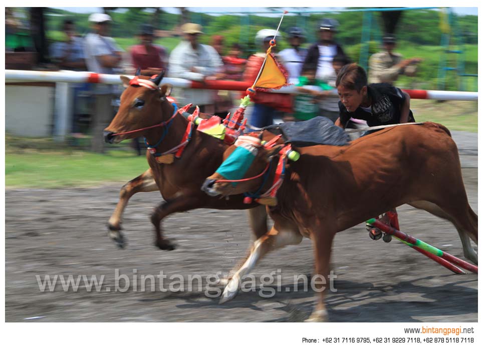 photo and sale: Perayaan Rakyat Madura