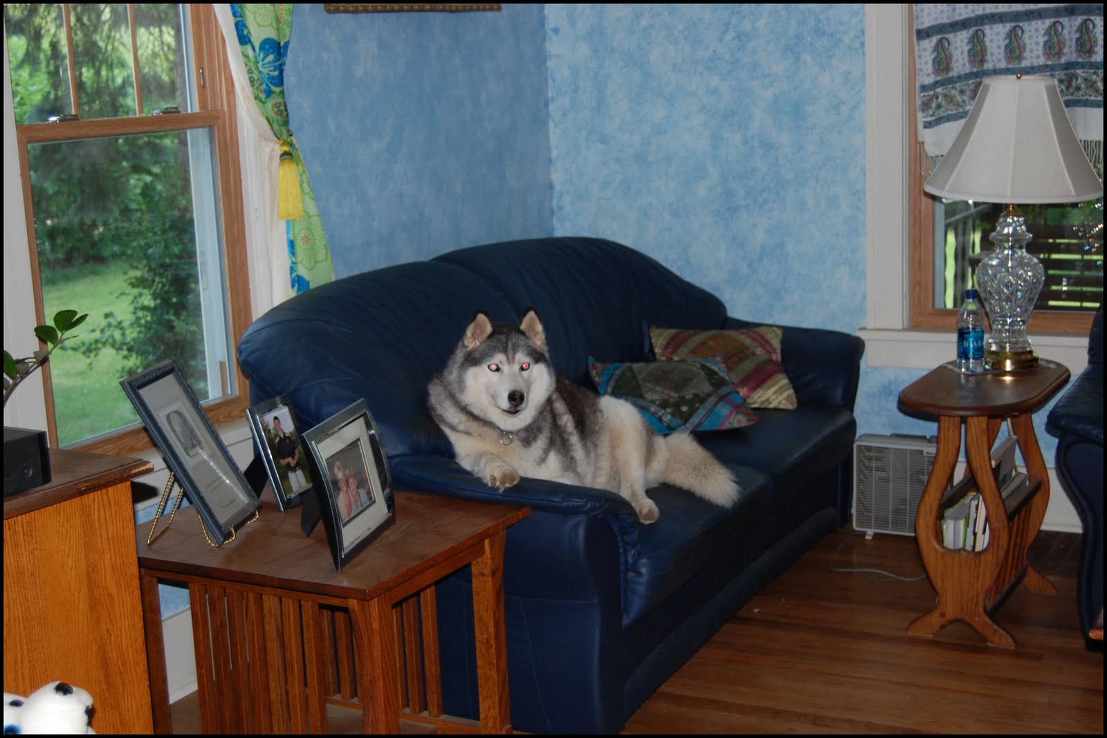 A View from the Edge: All for the love of a dog - Part Two