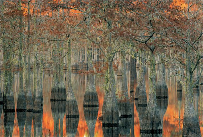 Living Well: Arkansas Swamp Marker