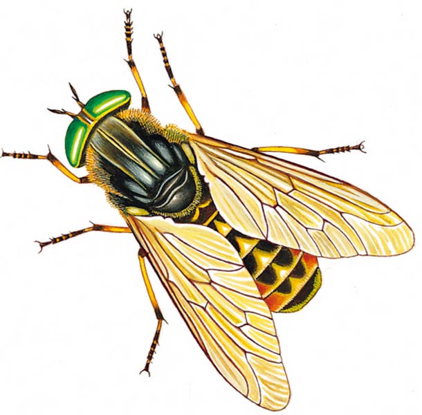 Tabano | Significado de los Sueños