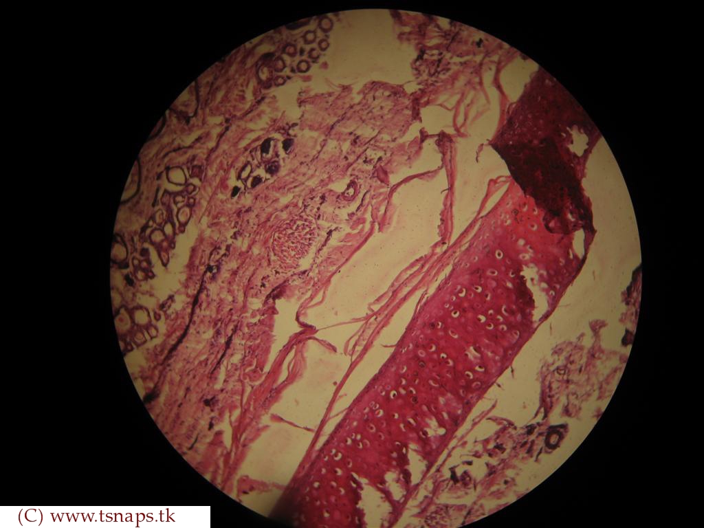 Histology Slides Database: elastic cartilage histology slide