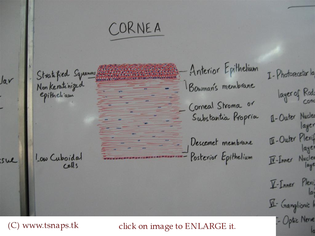 Histology Slides Database: histological diagram of cornea of eye