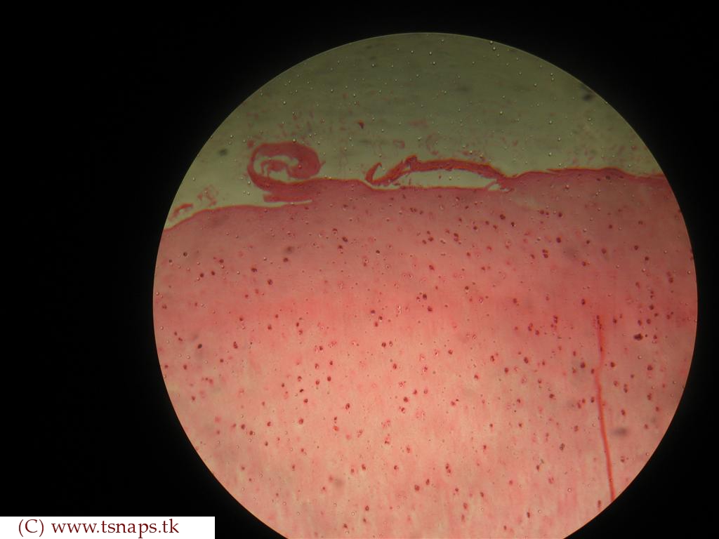 Histology Slides Database: articular cartilage histology slide