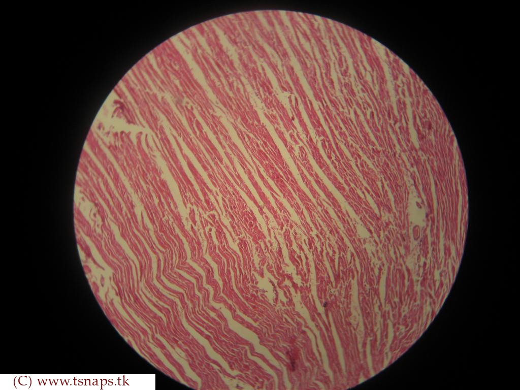 Cardiac Muscle Slides