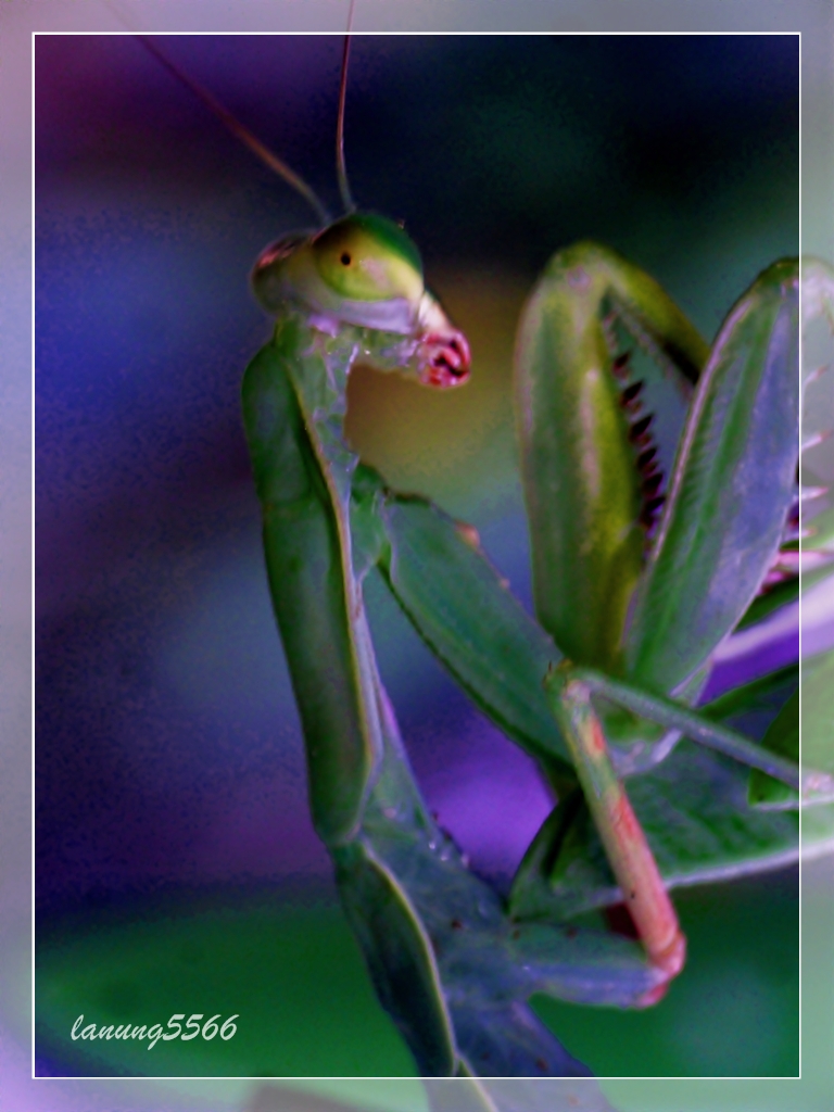 InSaN MuKMiN DiGiTaL: Mentadak Mentadu