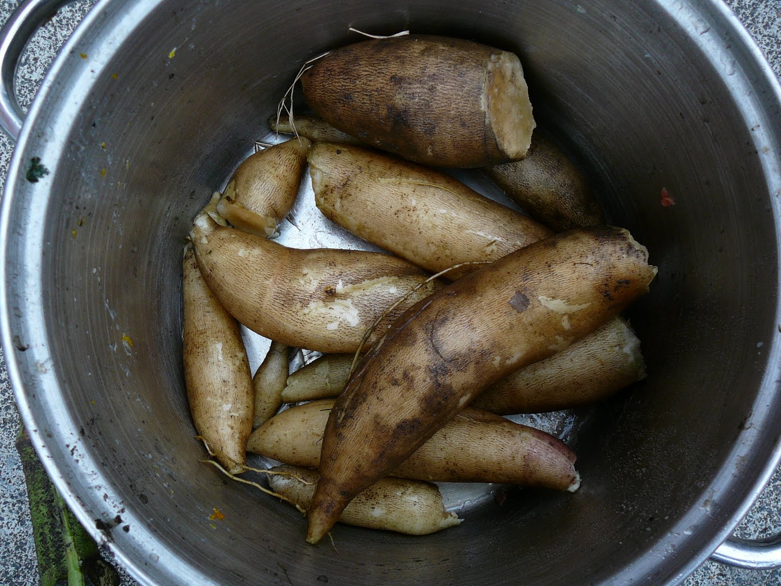 People, Plants, Landscapes: Yacon or Peruvian Ground Apple