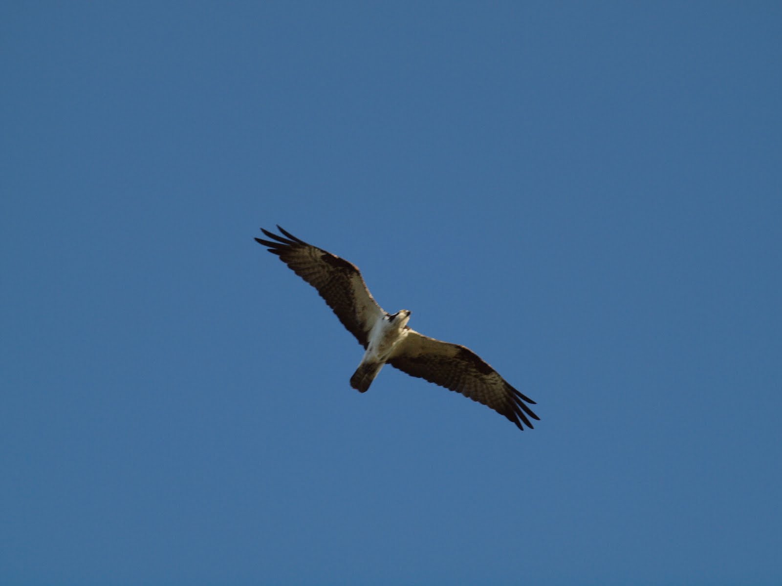 Birding Is Fun!: Random Bird Photos