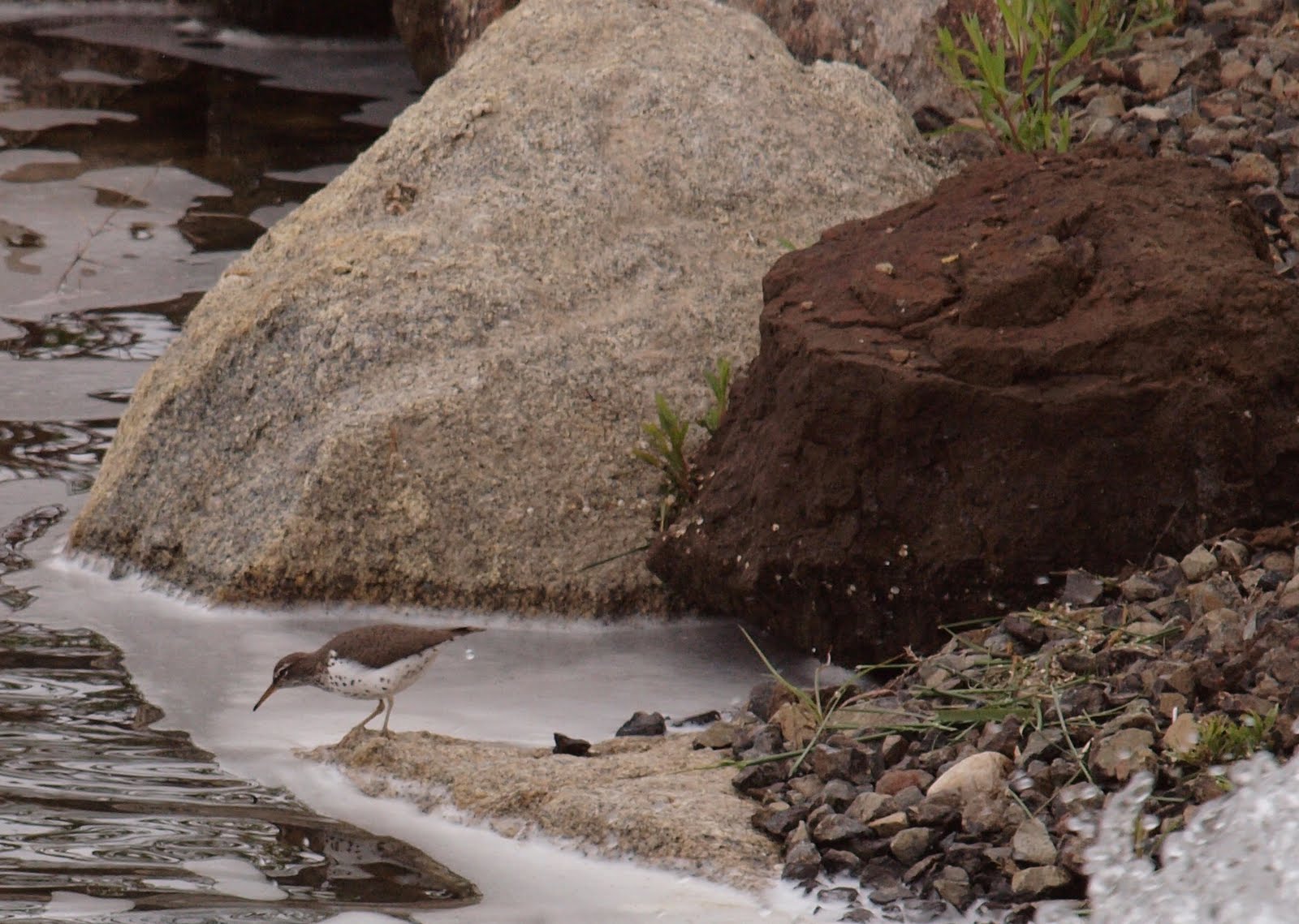 Birding Is Fun!: Spotted Sandpiper