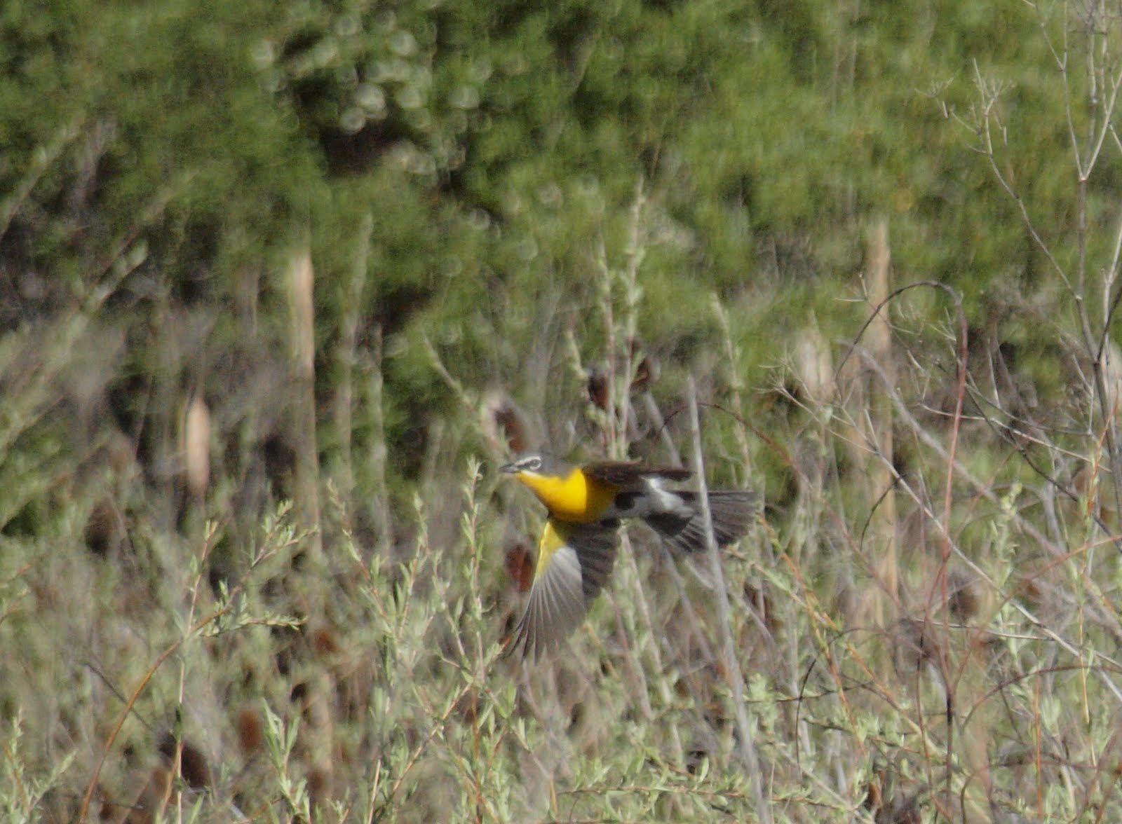 Birding Is Fun!: Yellow-breasted Chat