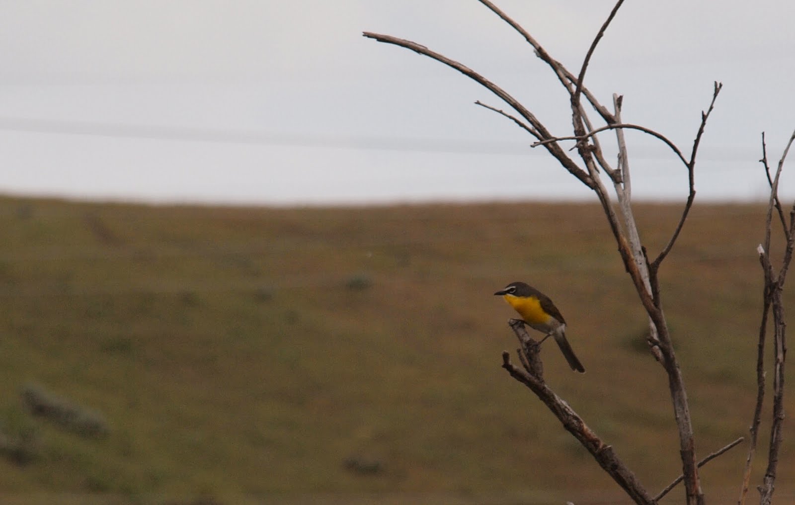 Birding Is Fun!: Yellow-breasted Chat