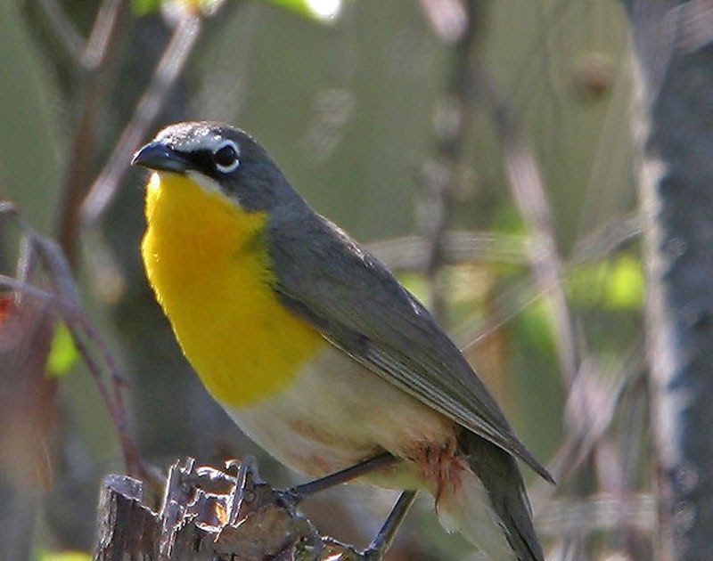 Birding Is Fun!: Idaho Birding at its Best: Avimor