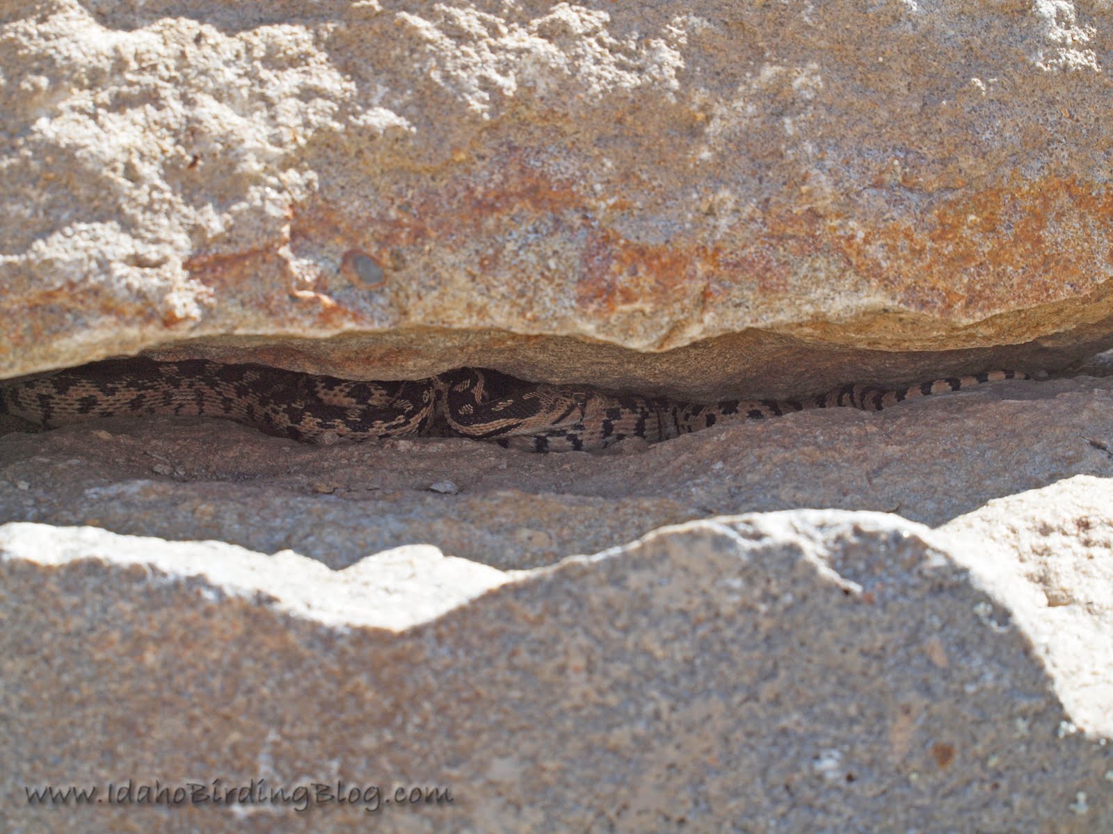 Birding Is Fun!: Man-made Habitats for Wildlife