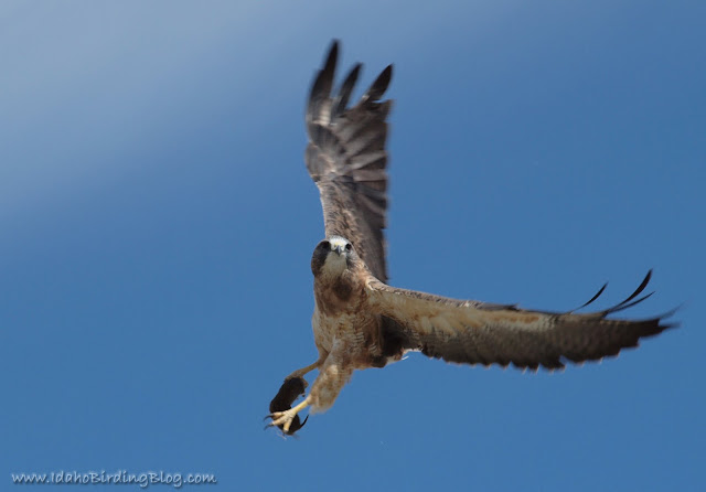 Birding Is Fun!: Swainson's Hawk