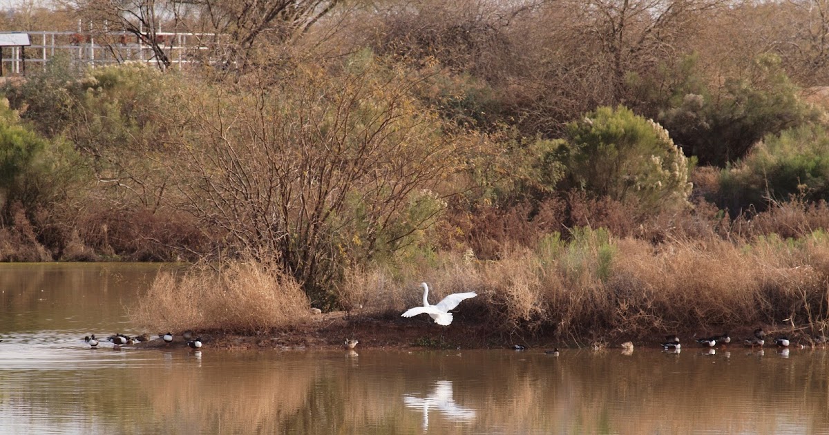 Birding Is Fun!: Arizona Birding Hotspot: Gilbert Water Ranch