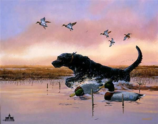 Labrador Retriever: Waterfowl hunting