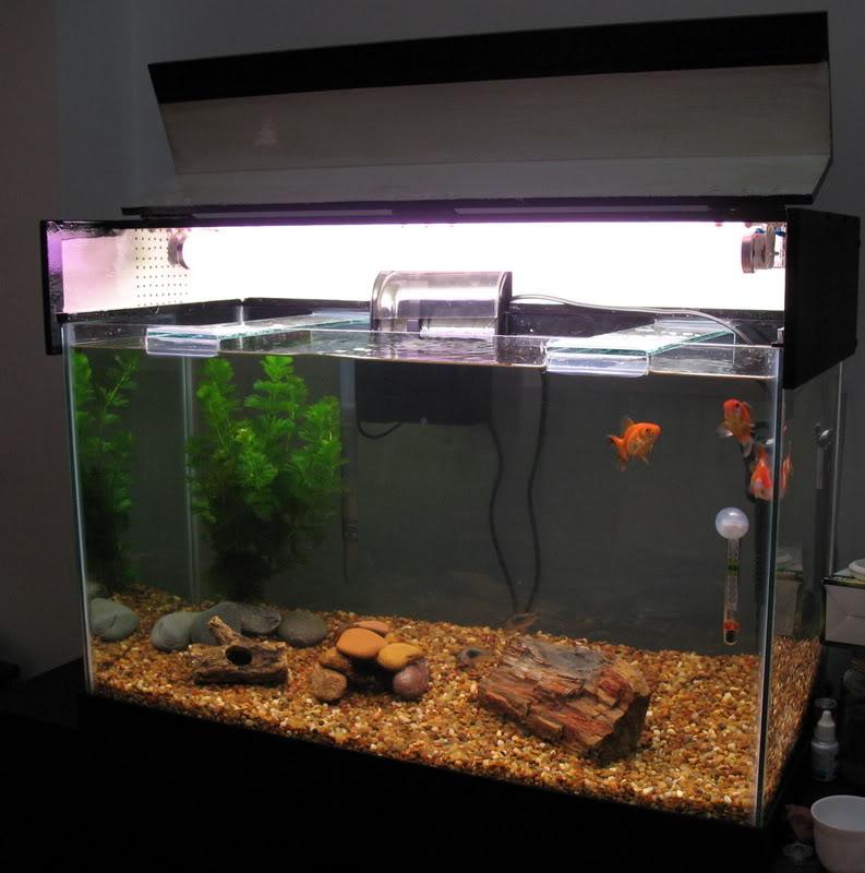 VENTA DE PECERAS: PECERAS GRANDES