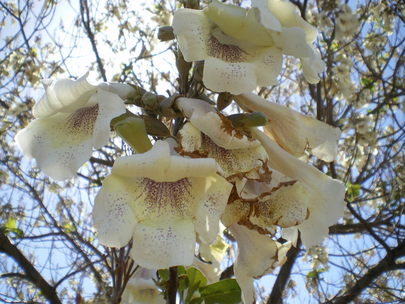 A Photographic Affair: Palonia Tree