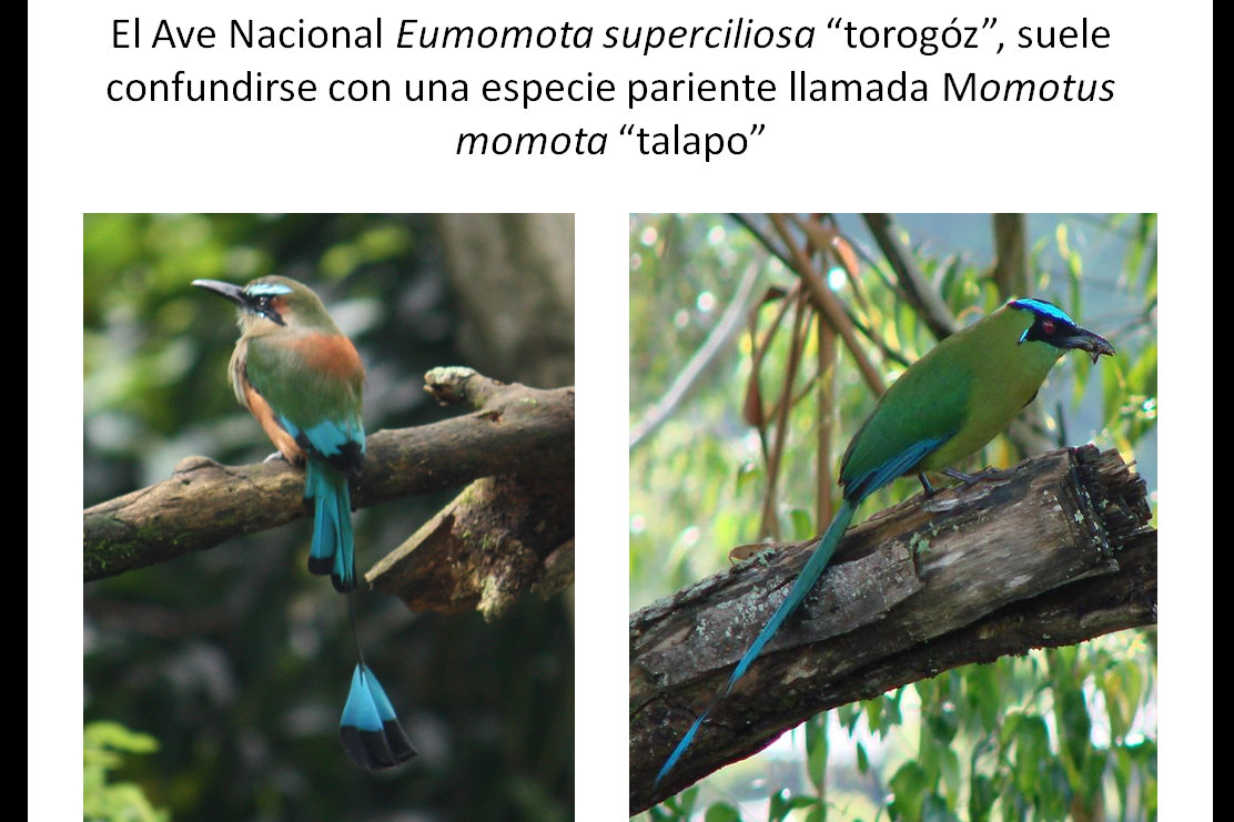 Ciencia en El Salvador: Consideraciones científicas del "Torogoz", Ave ...