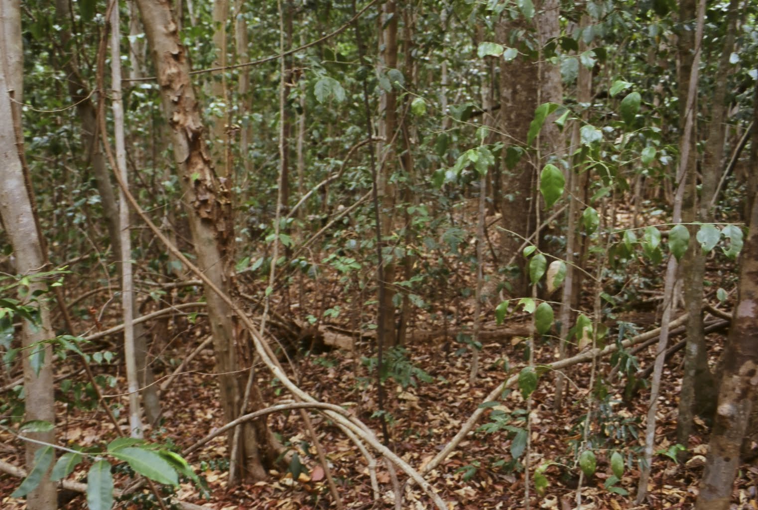 ecosistemas: regiones naturales