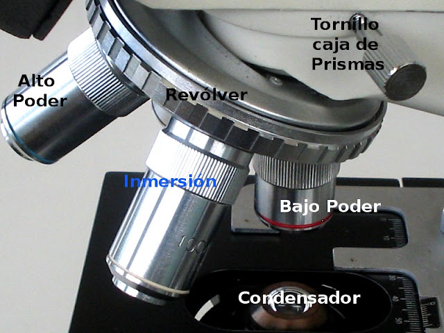 el Blog del Profe de Biolo: Partes del Microscopio óptico y su función