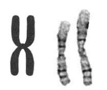 el Blog del Profe de Biolo: El Proceso de la División Celular