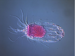 El mundo de la Biologìa: Características principales del phylum Loricifera