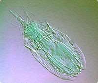 El mundo de la Biologìa: Características principales del phylum Loricifera